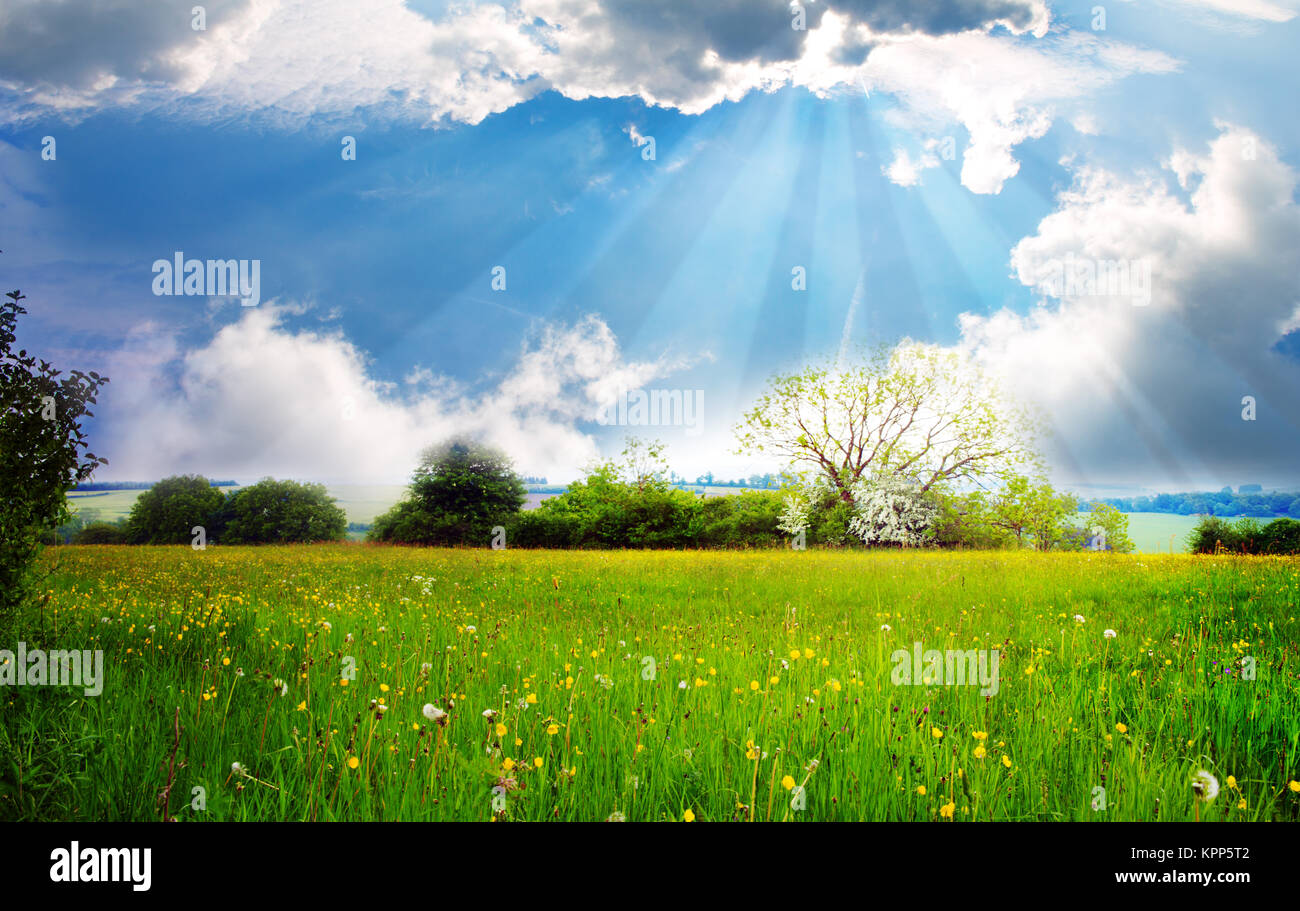 Colorful landscape with field and tree.Summer landscape with green ...