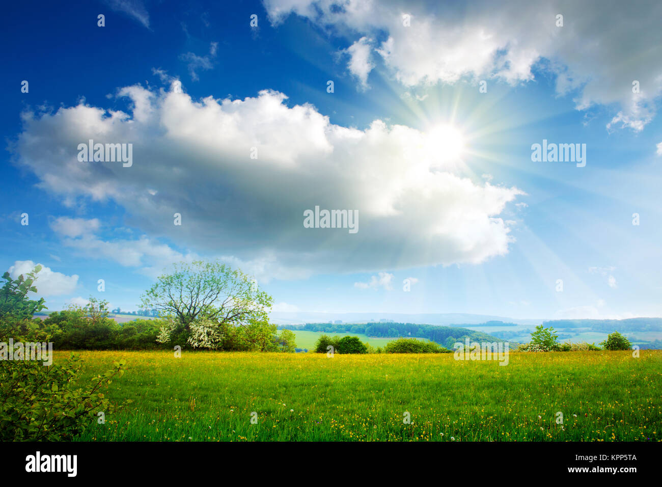 Colorful landscape with field and tree.Summer landscape with green ...