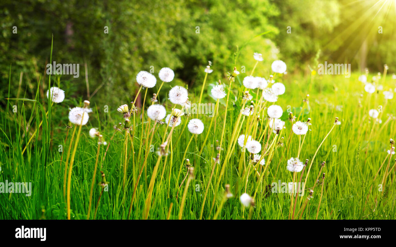 Spring Dandelion field over sunset background. Nature scene Stock Photo ...