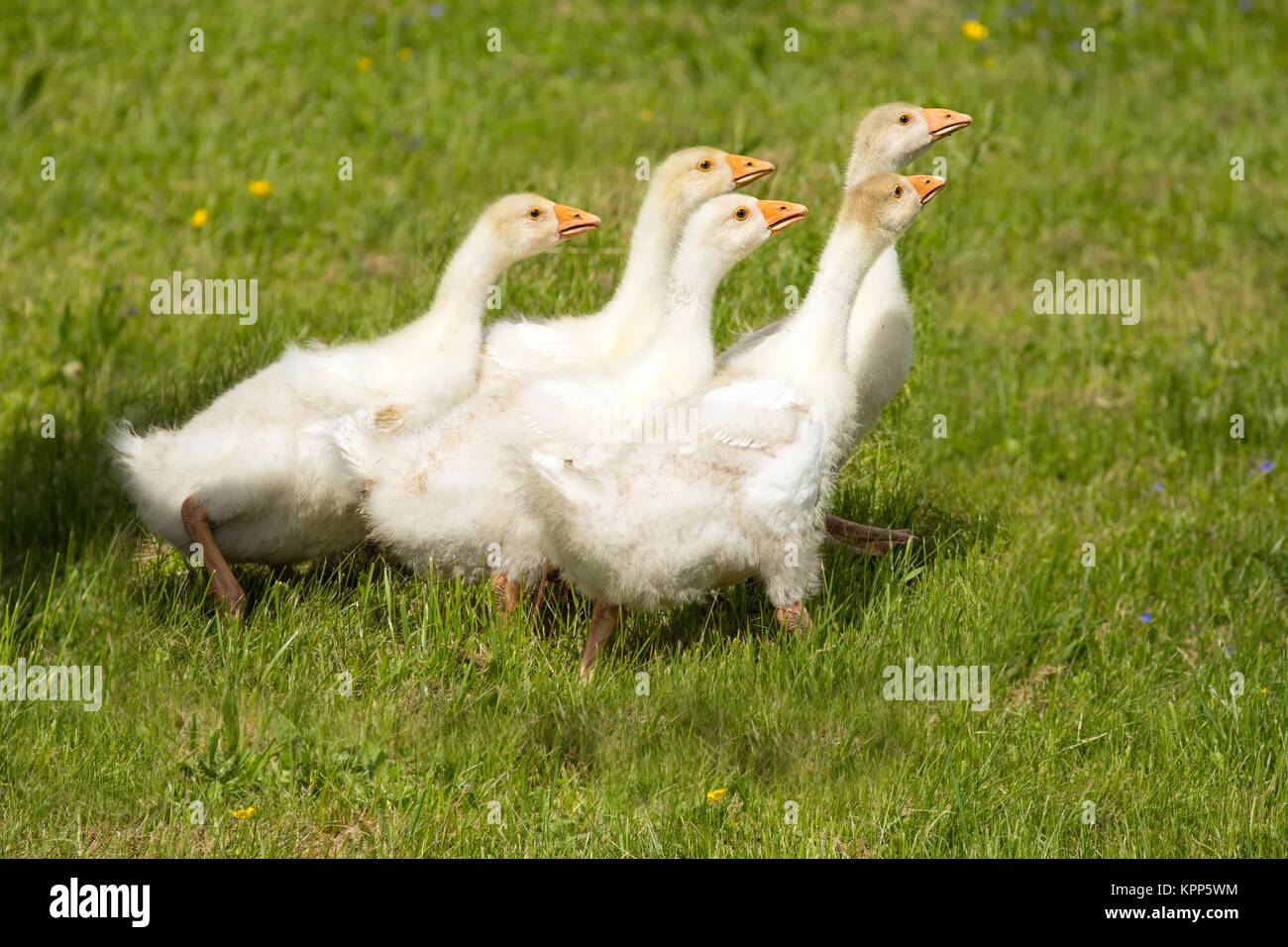young house geese / young house geese Stock Photo - Alamy