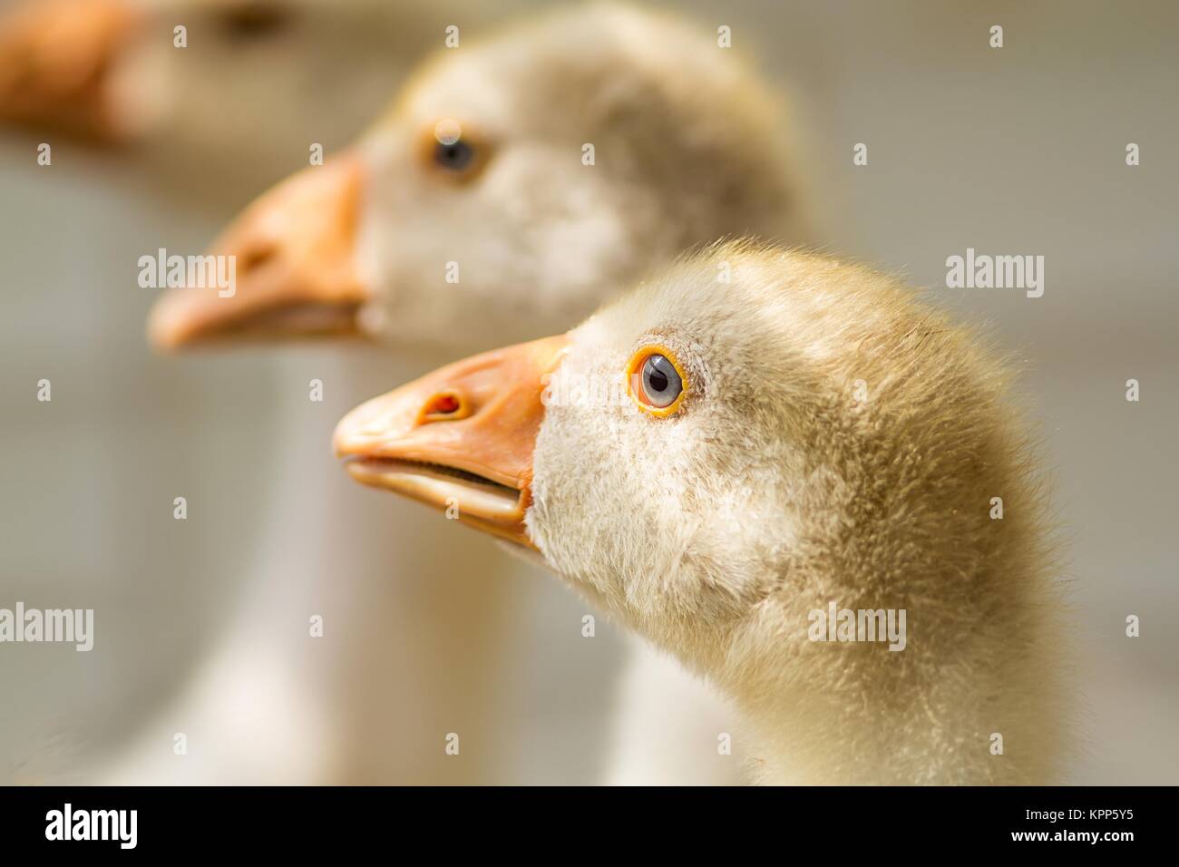 Young geese hi-res stock photography and images - Alamy