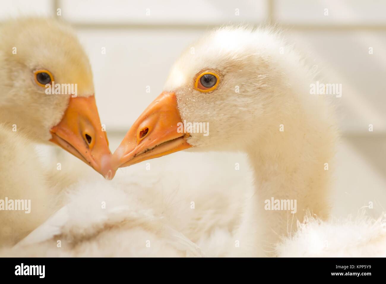 young house geese / young domestic geese Stock Photo - Alamy
