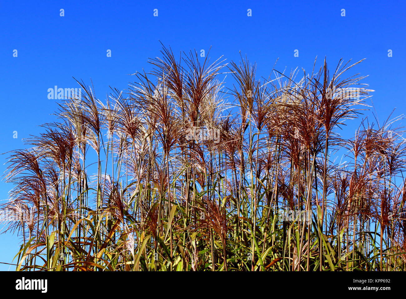 Reeds with red flowers Stock Photo - Alamy