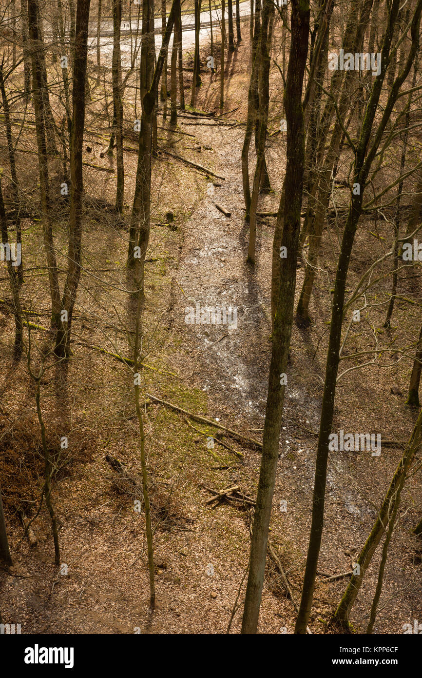forest floor from above Stock Photo - Alamy