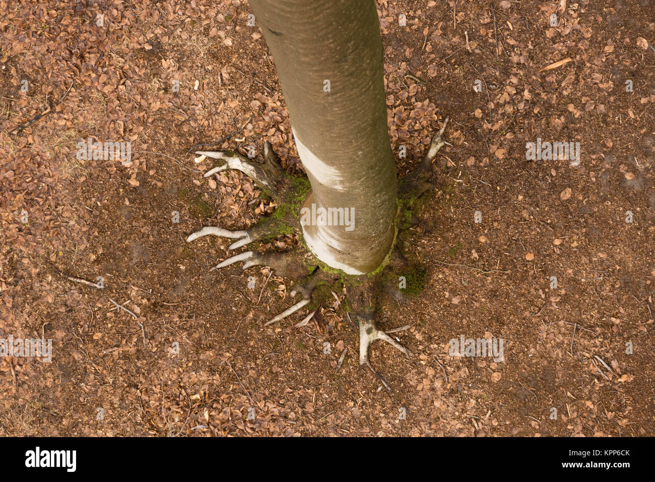 forest floor from above Stock Photo - Alamy