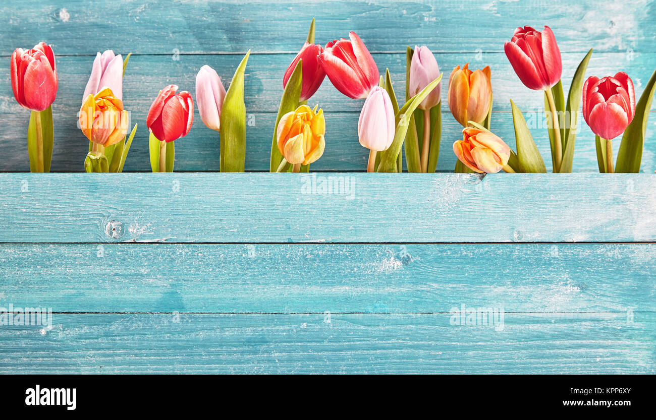 Still life border of colorful fresh spring tulips arranged as a row ...
