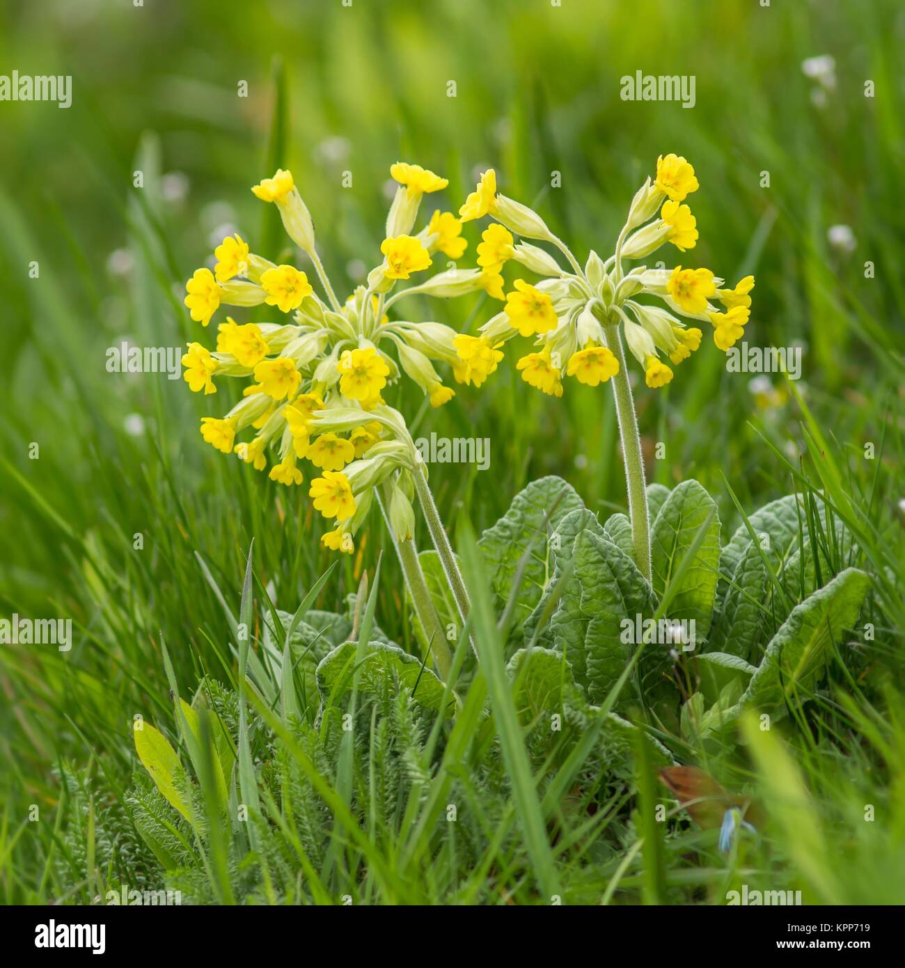 Real key flower hi-res stock photography and images - Alamy