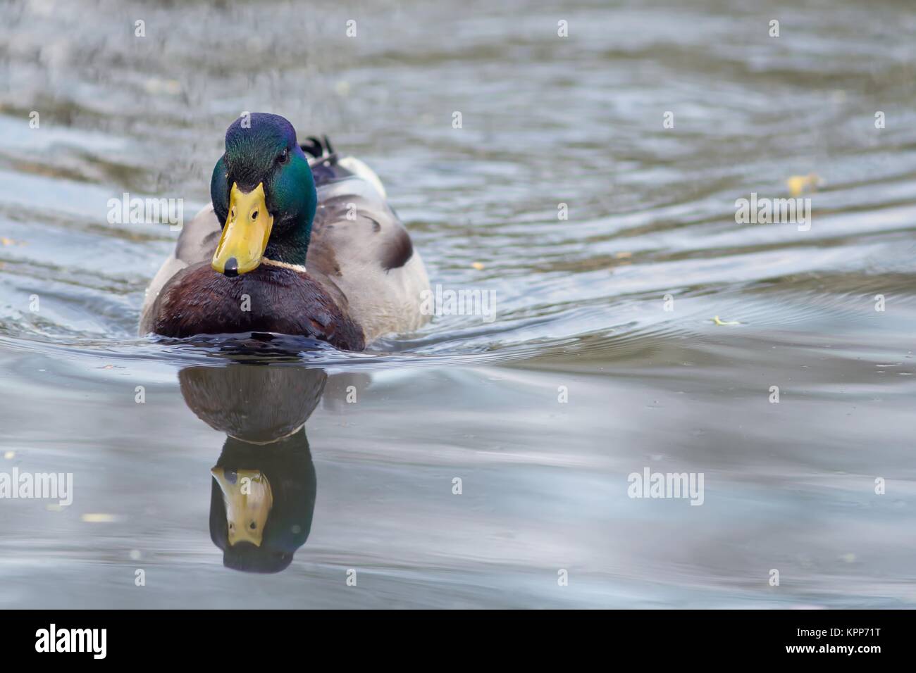 Male Stock Duck / Male Mallard Stock Photo - Alamy