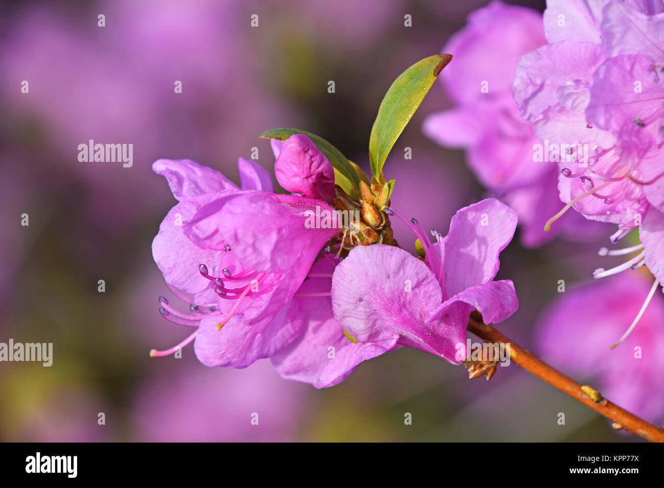 Purple azalea flower close up Stock Photo - Alamy