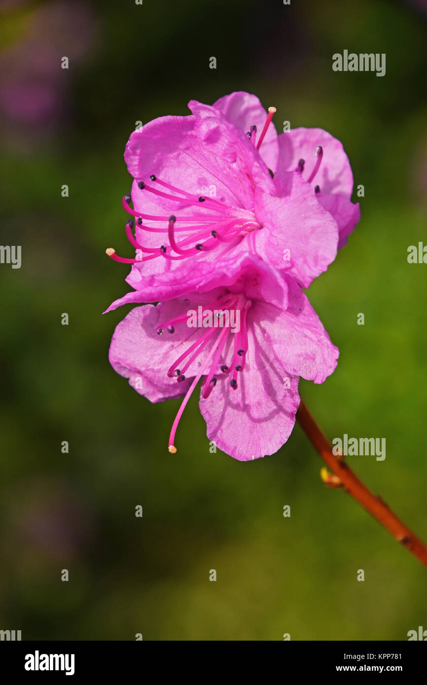 Purple azalea flower close up Stock Photo - Alamy