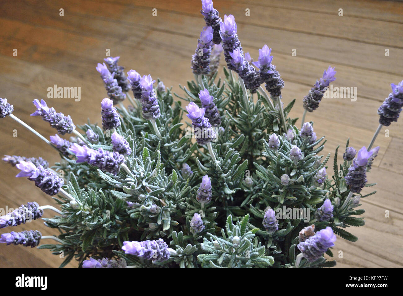 Lavender plant in full bloom Stock Photo - Alamy