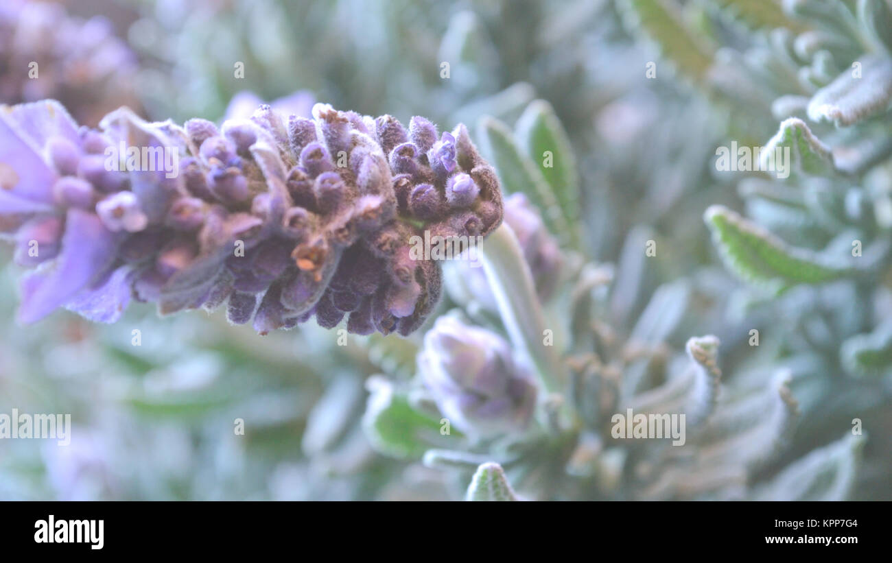 Lavender blooms faded image Stock Photo - Alamy