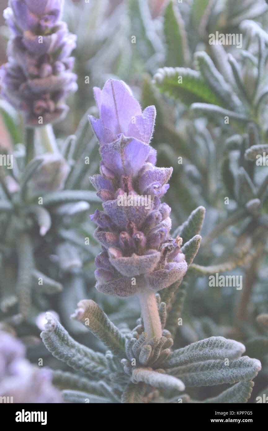 Lavender blooms faded image Stock Photo - Alamy
