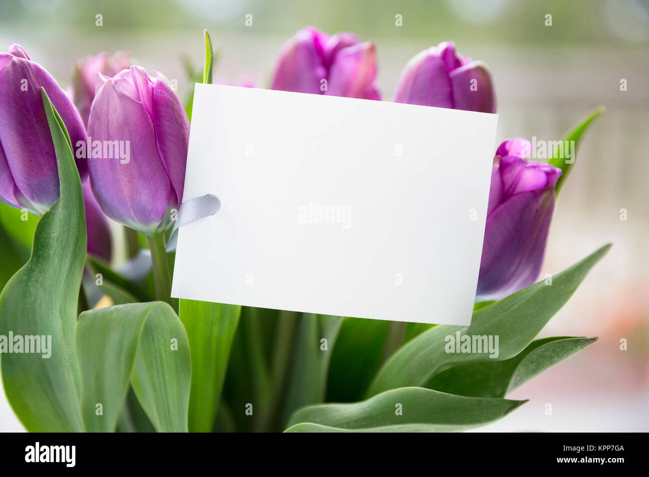 Purple Tulips and Greeting Stock Photo - Alamy