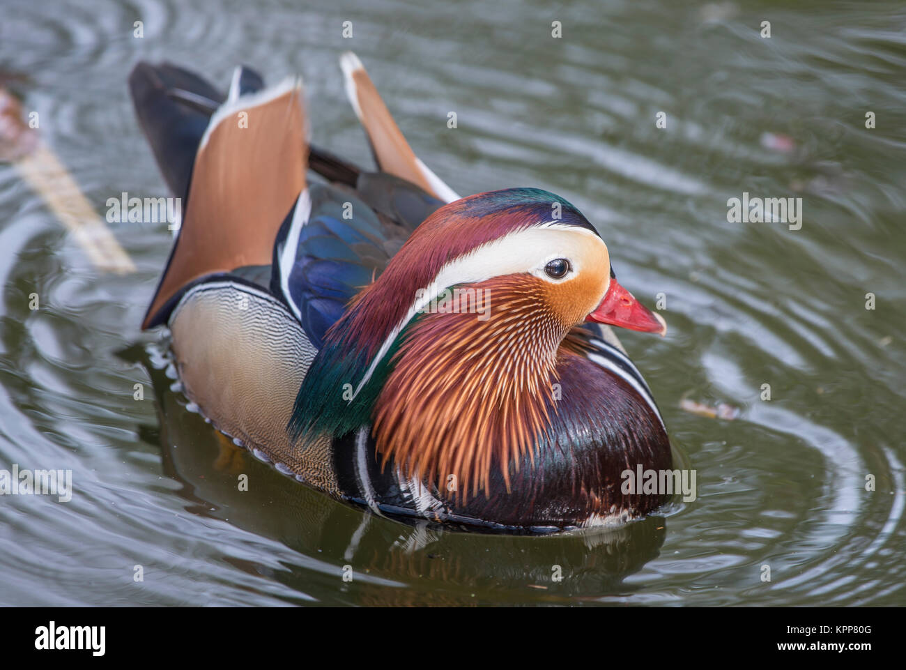 Colorful Mandarin Duck Stock Photo - Alamy