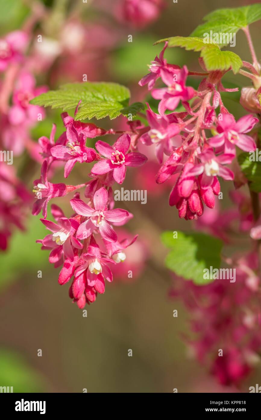 Blood-Currant / Ribes sanguineum Stock Photo - Alamy