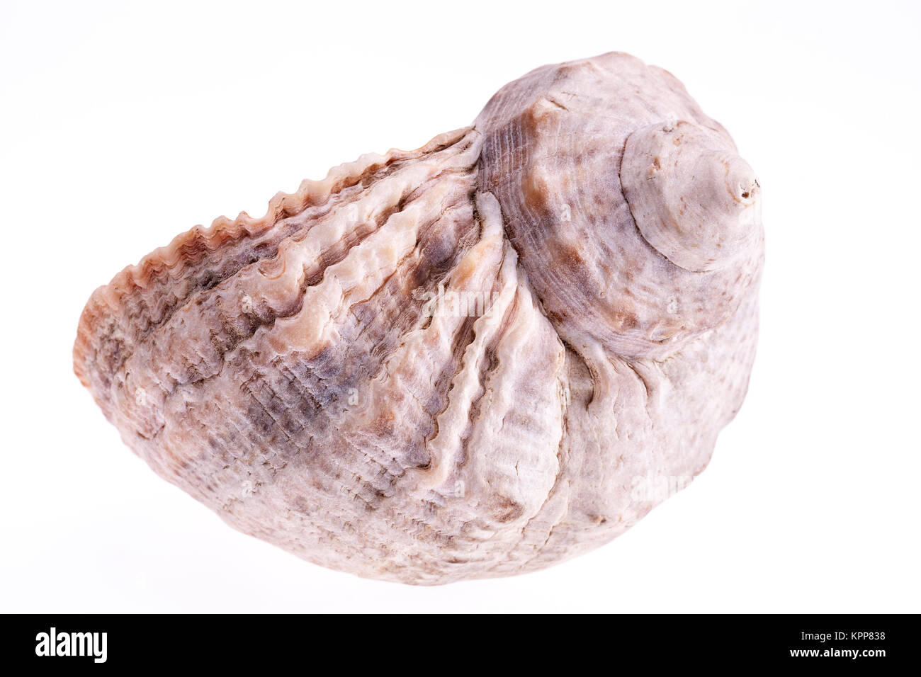 single sea shell isolated on white background Stock Photo - Alamy