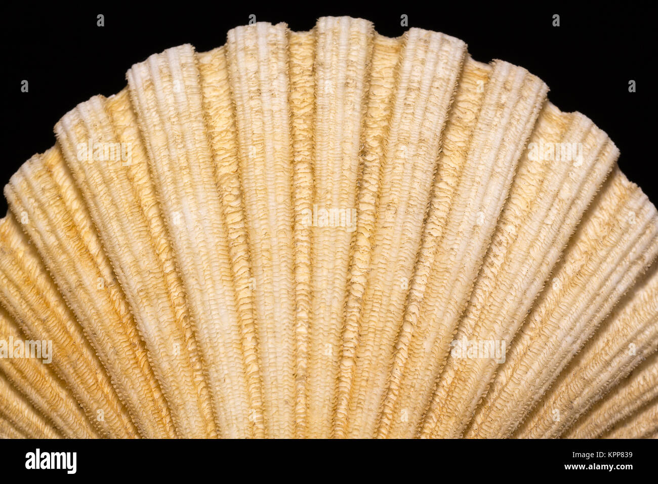 bivalve shell isolated on black background Stock Photo - Alamy