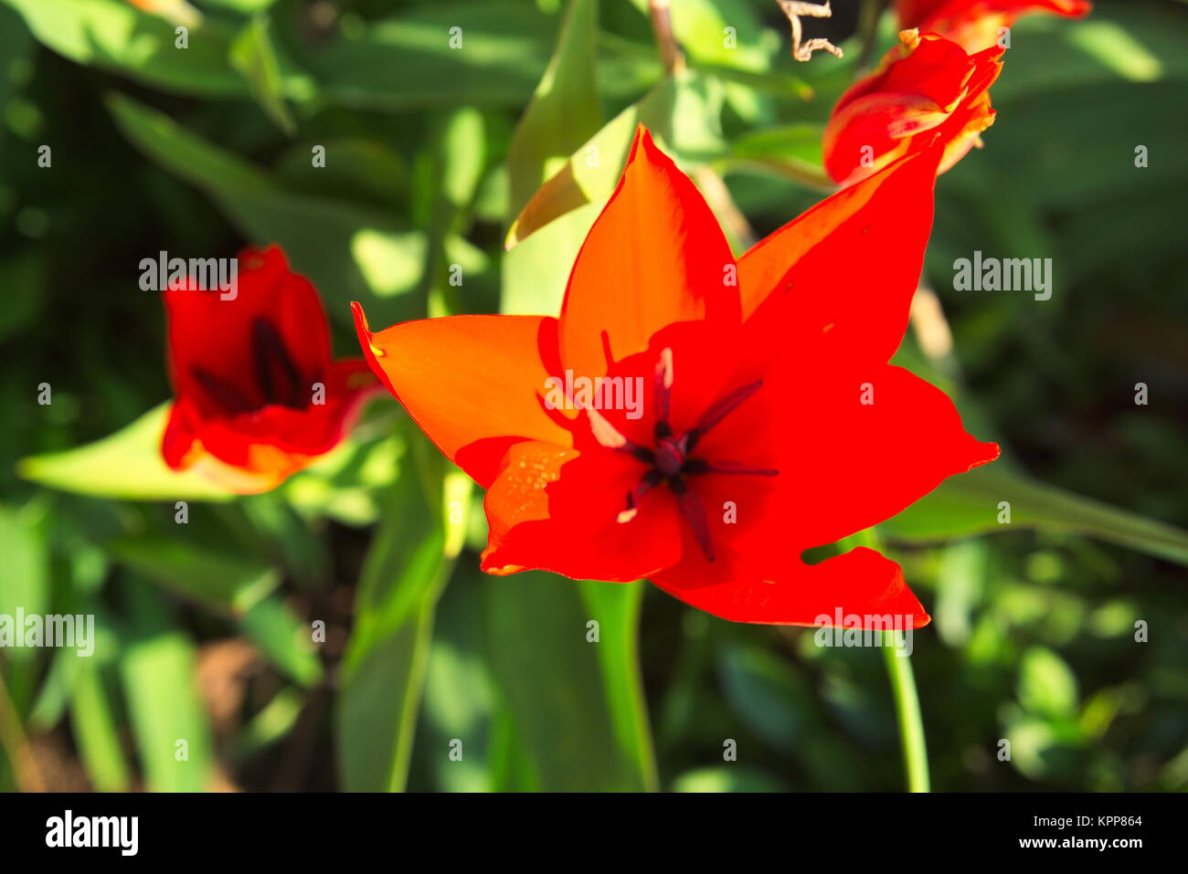 Little star flower hi-res stock photography and images - Alamy