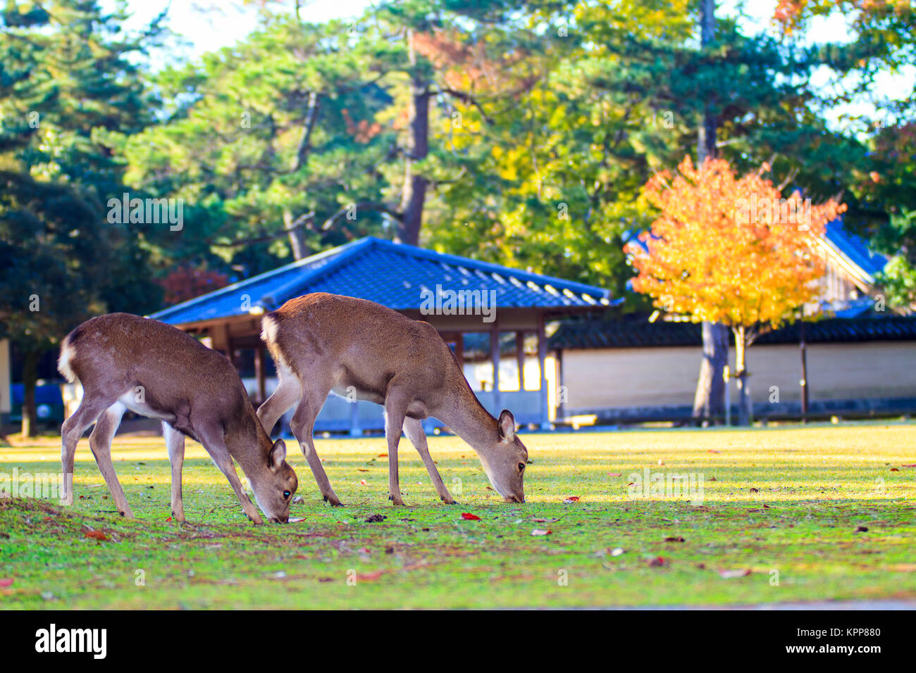 fall season of Nara city, Japan with nice yellowred color Stock Photo ...