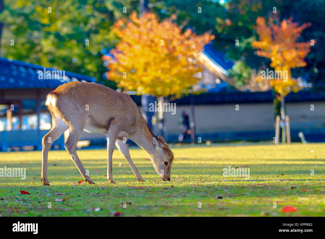 fall season of Nara city, Japan with nice yellowred color Stock Photo ...