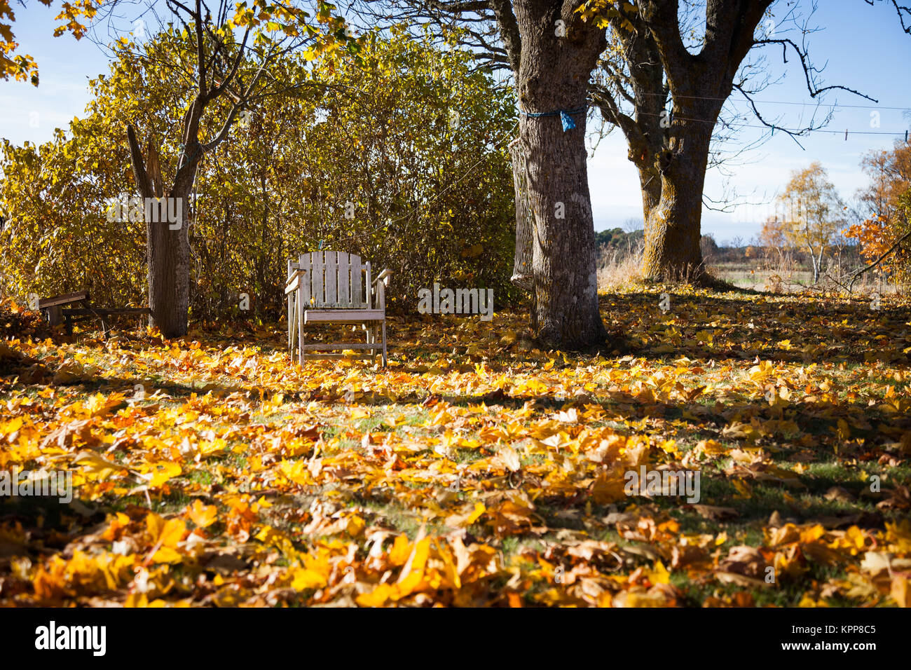 Single chair in autumn garden Stock Photo - Alamy