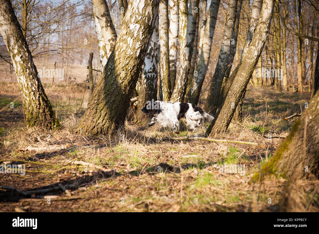 English Setter in the autumn forest Stock Photo - Alamy