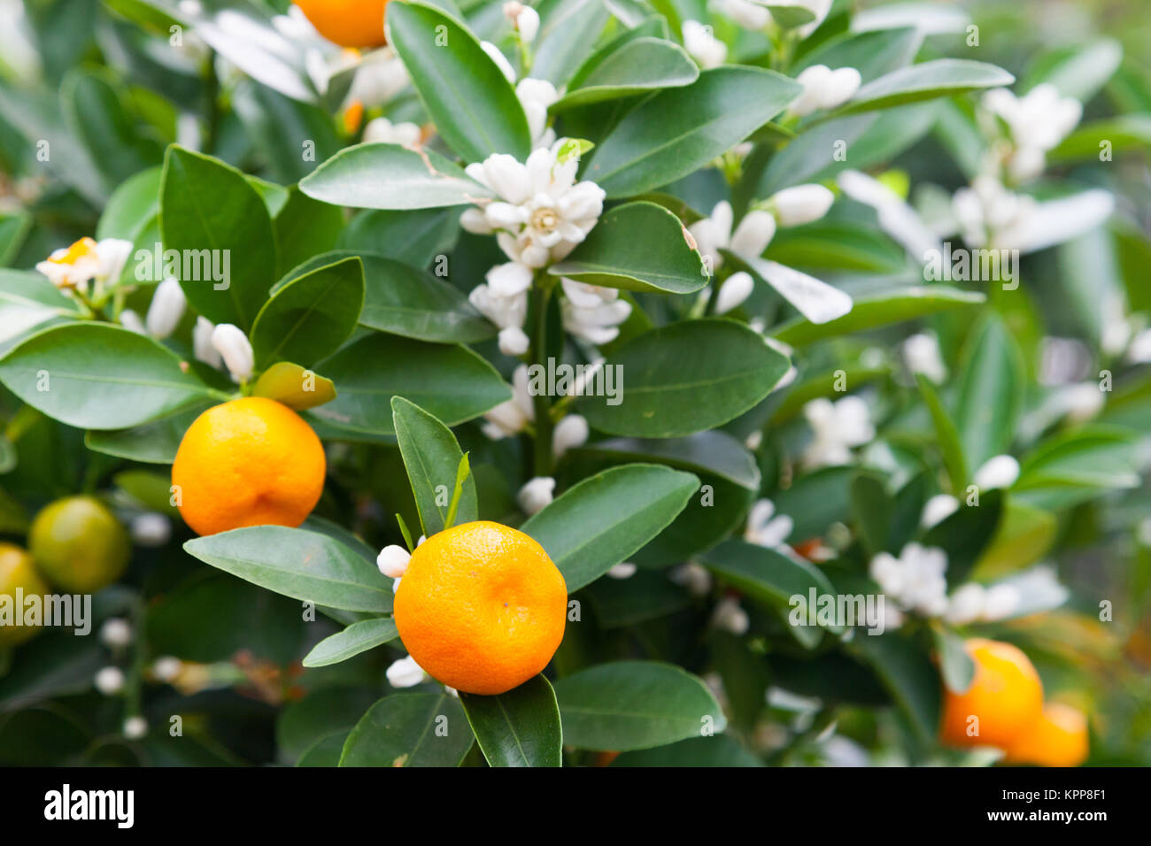 Mandarin tree with fruits and blossoms Stock Photo - Alamy