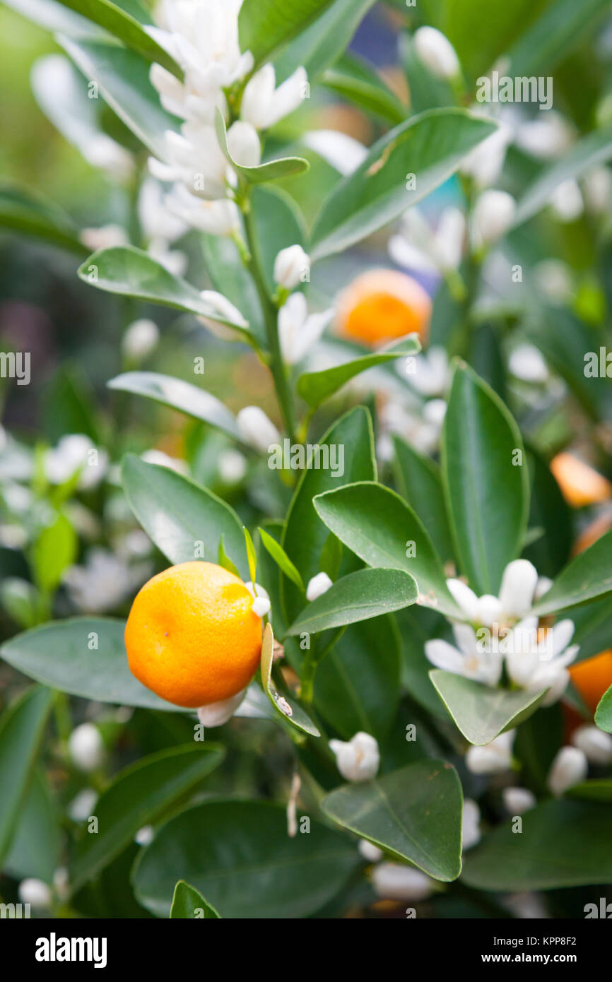 Mandarin tree with fruits and blossoms Stock Photo - Alamy