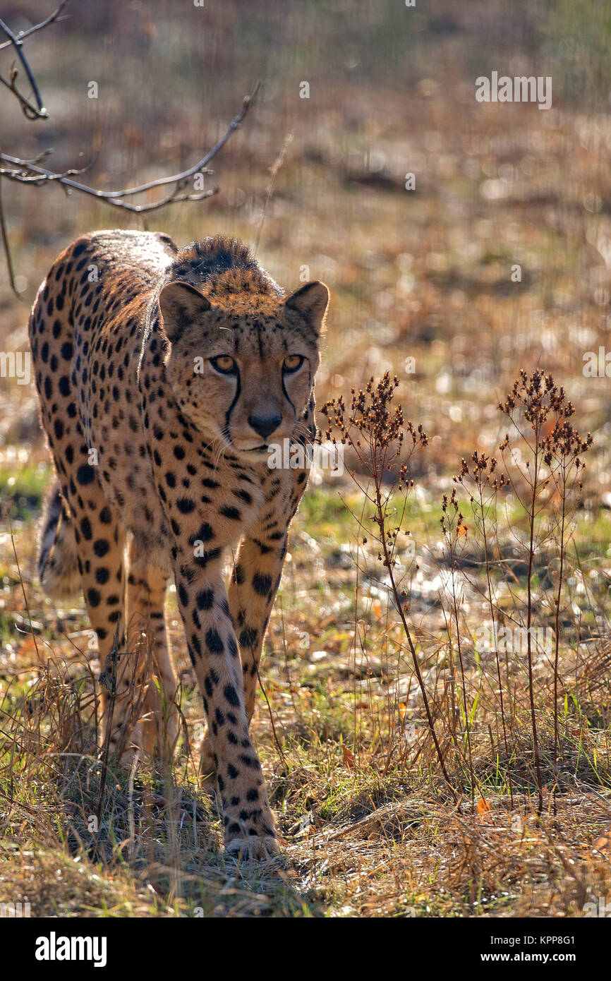 Cheetah in the wild Stock Photo - Alamy
