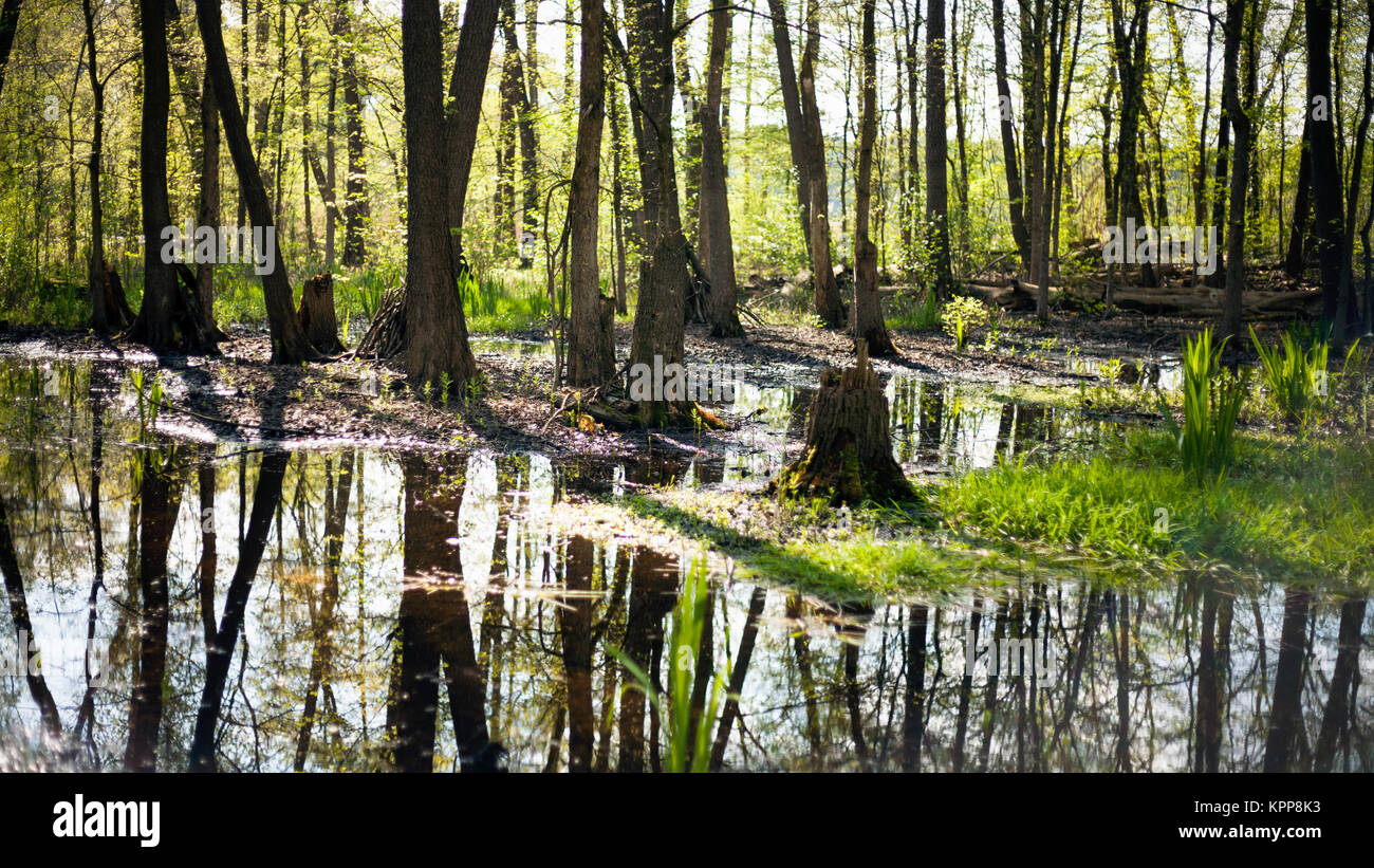 Fresh water swamp forest hi-res stock photography and images - Alamy