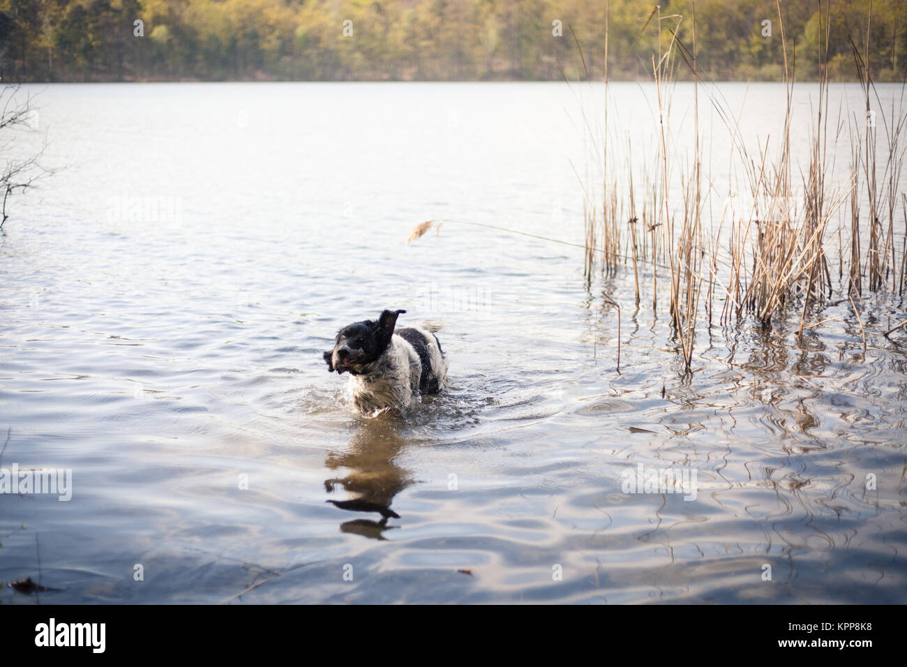English setter dog in hi-res stock photography and images - Alamy