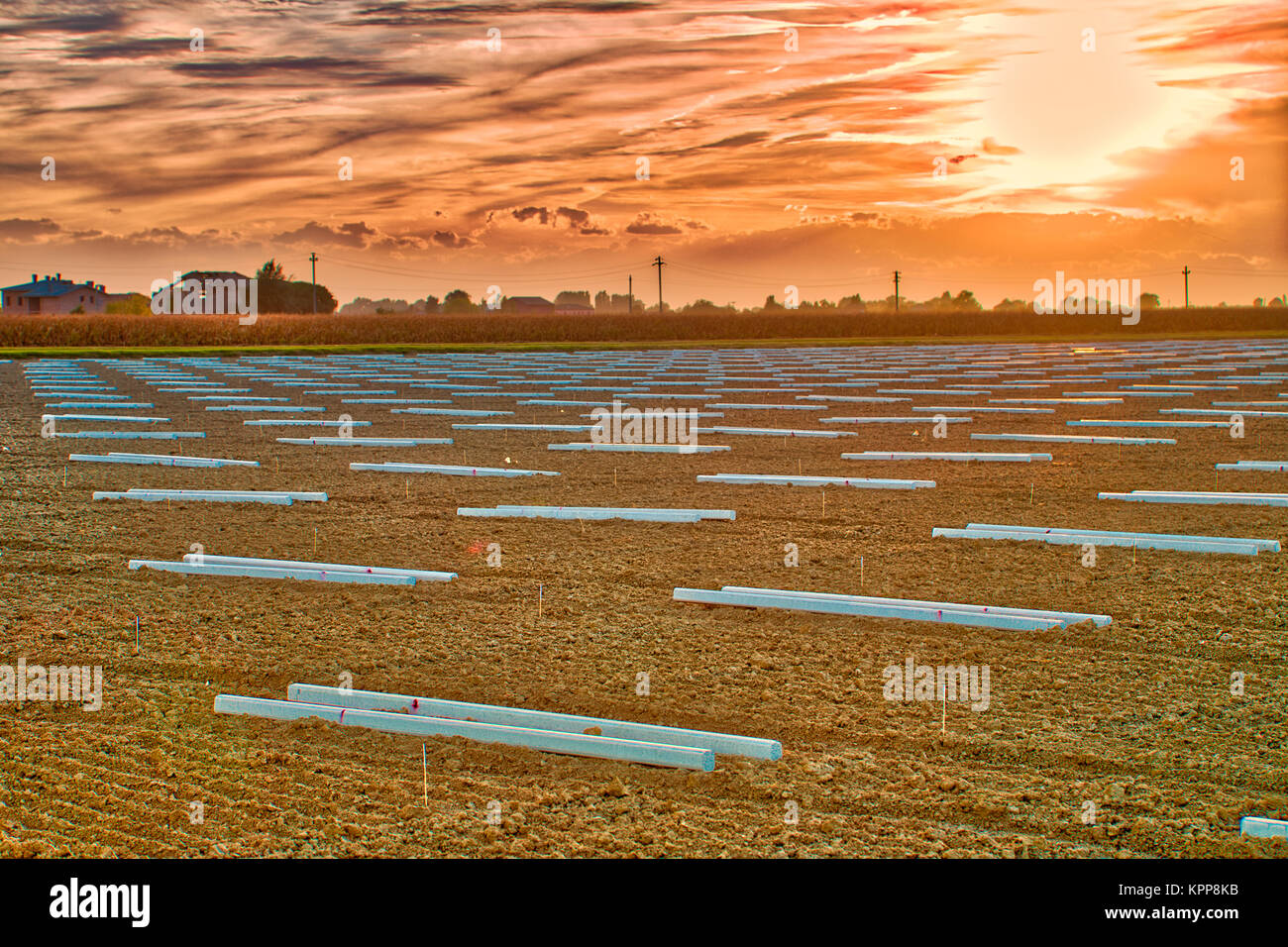 support poles for the new crop in fields under a summer sunset in Italy ...