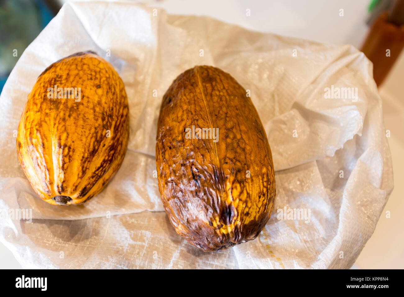 Open Cocoa Pod High Resolution Stock Photography and Images - Alamy