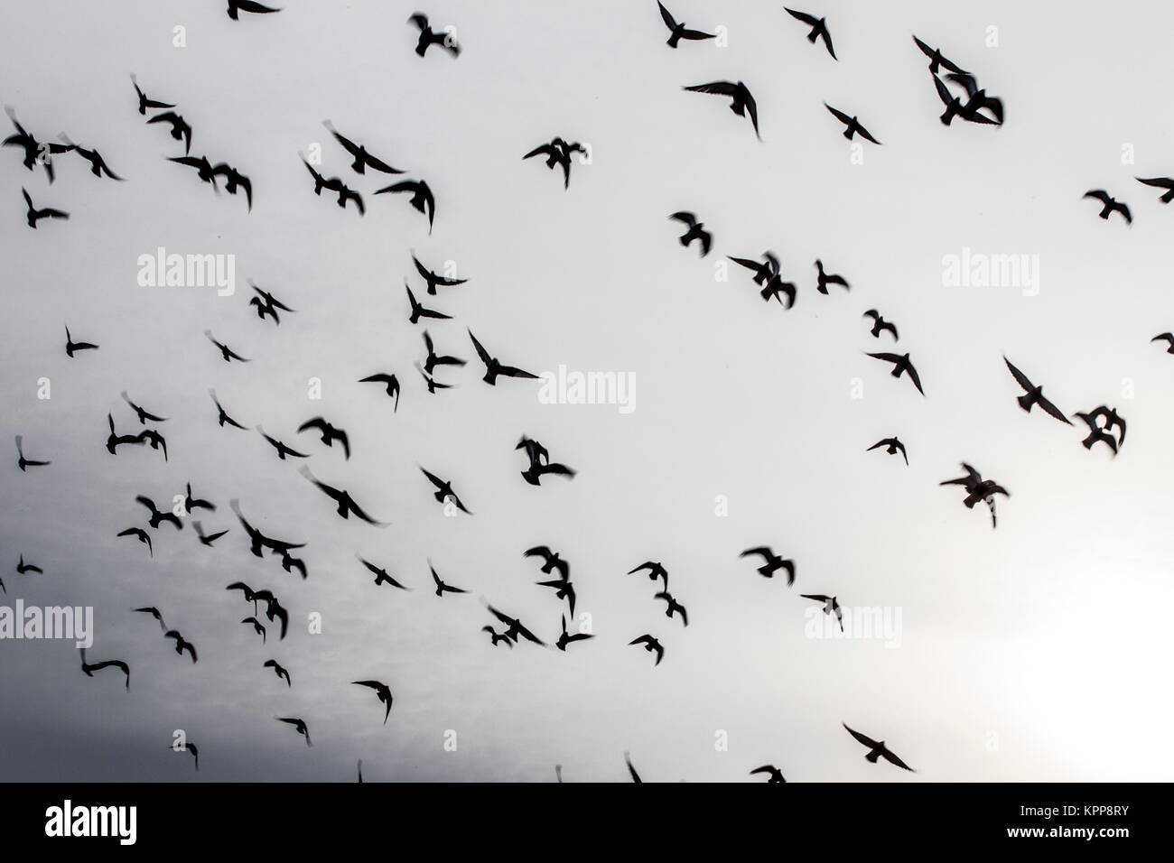 pigeons flocking and flying Stock Photo - Alamy