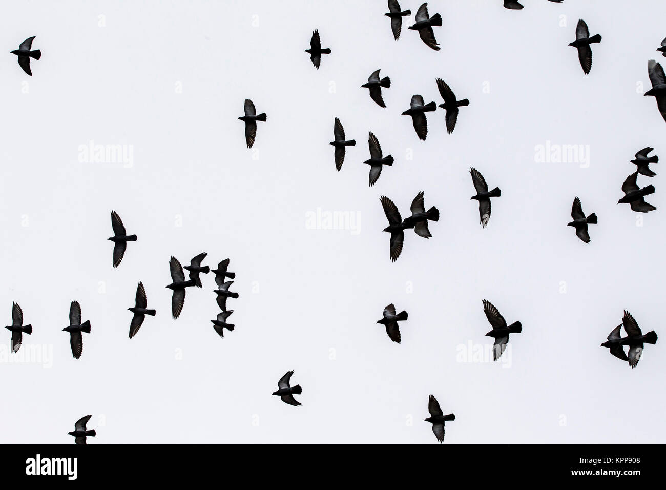 pigeons flocking and flying Stock Photo - Alamy