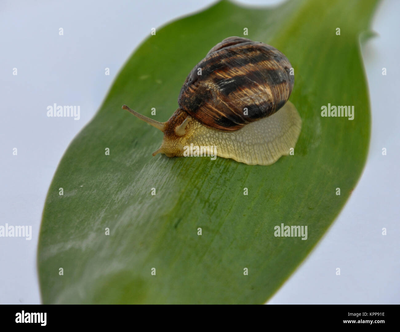 Clam snail crawling forward on a green leaf Stock Photo - Alamy