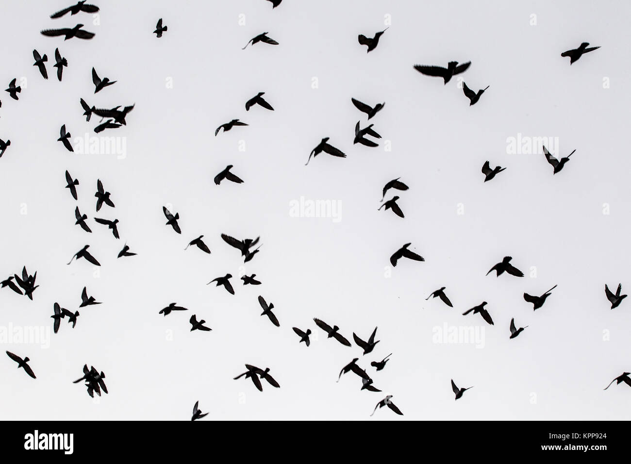 pigeons flocking and flying Stock Photo - Alamy
