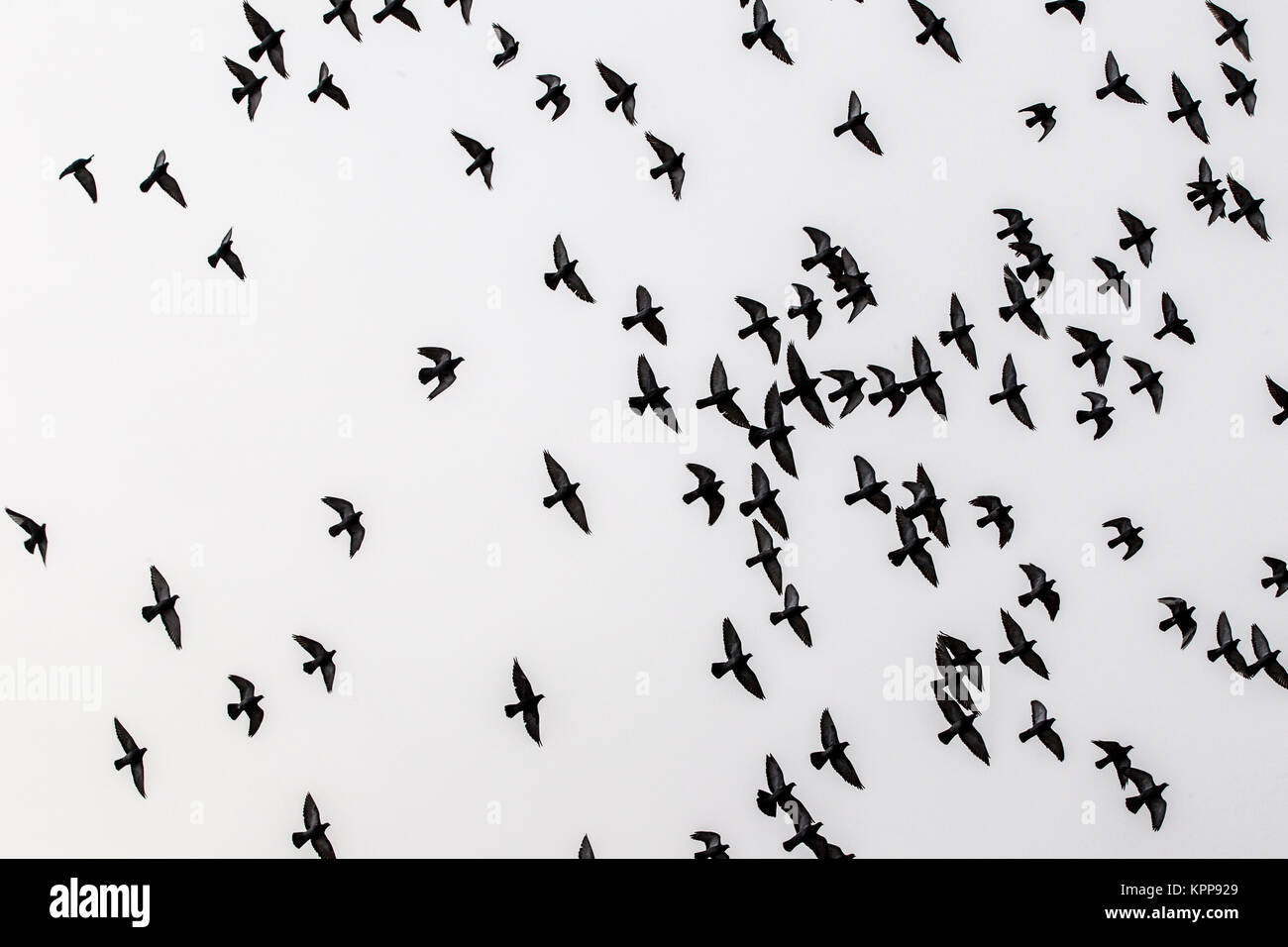 Flying wings pigeons hi-res stock photography and images - Alamy