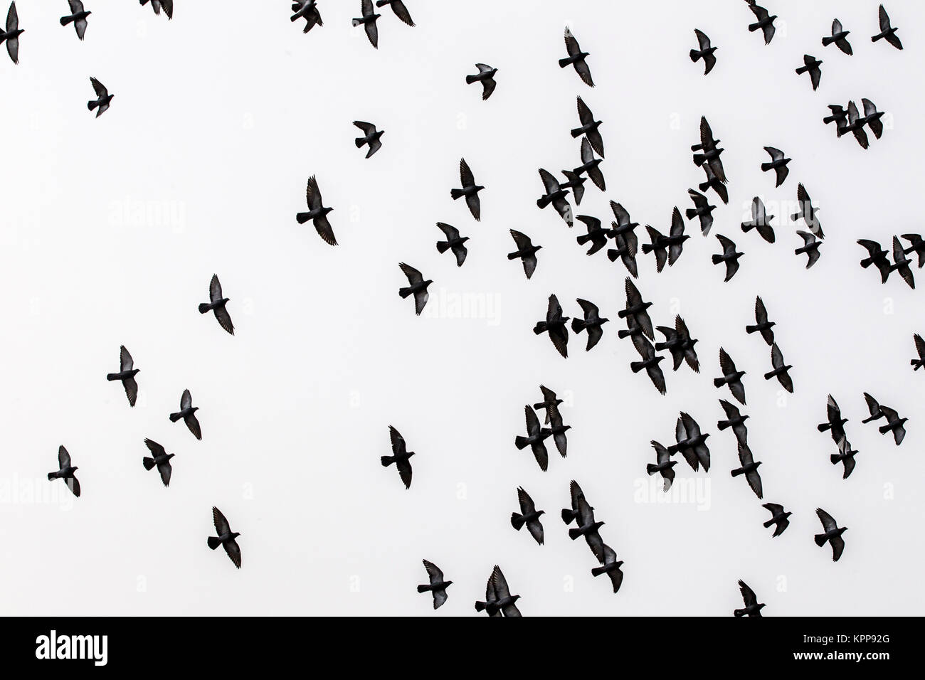 pigeons flocking and flying Stock Photo - Alamy