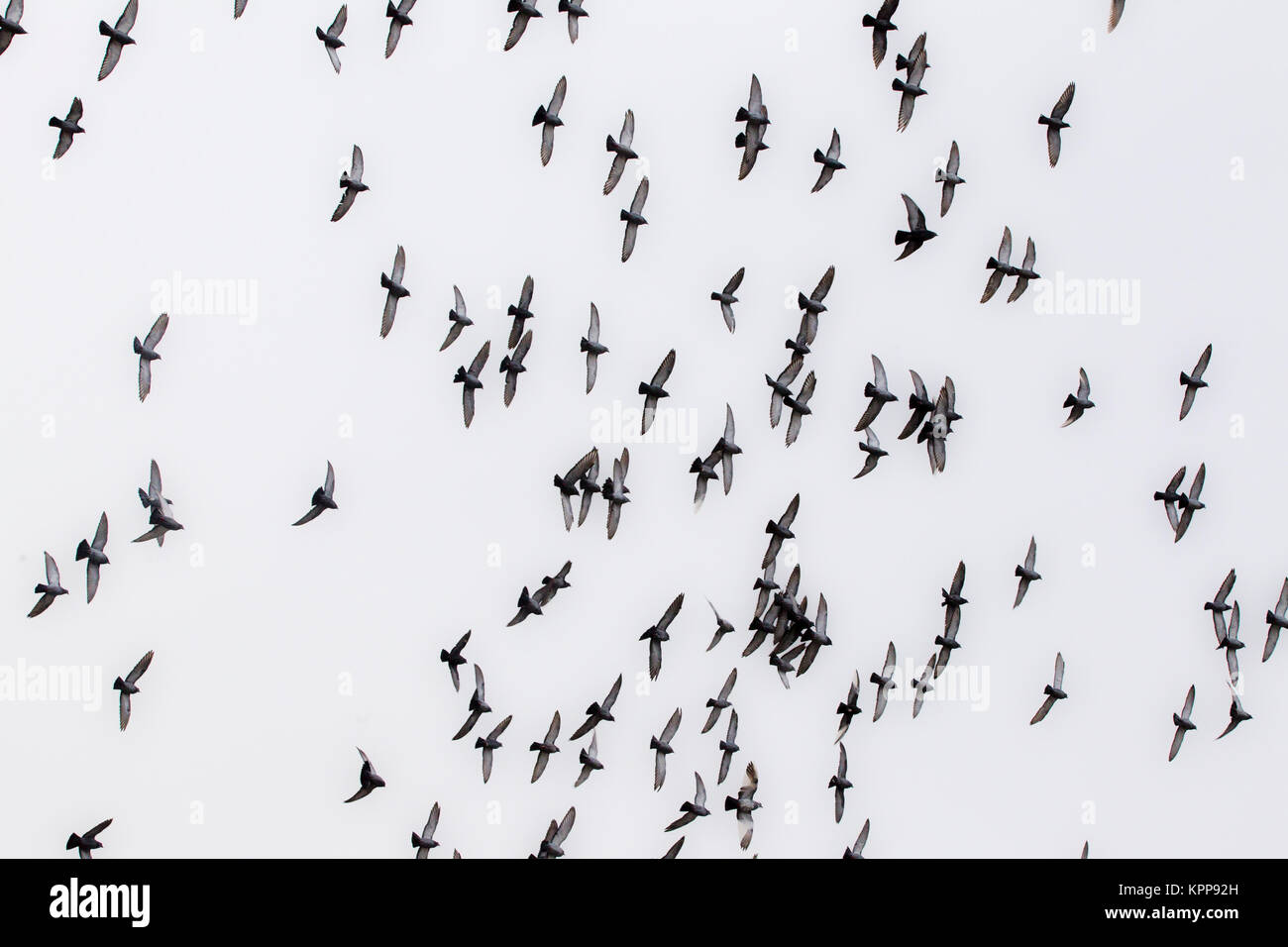 pigeons flocking and flying Stock Photo - Alamy