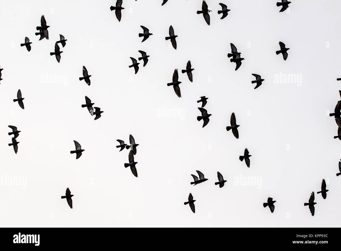 pigeons flocking and flying Stock Photo - Alamy