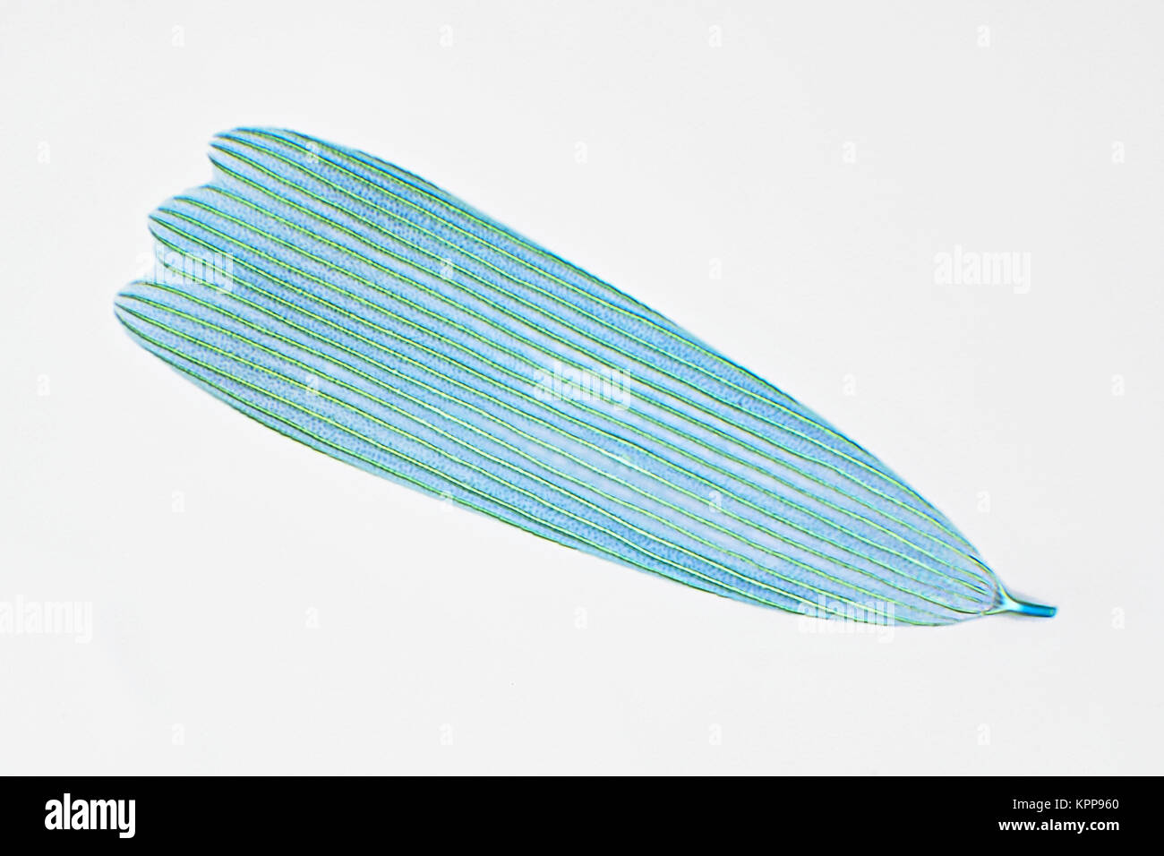 Moth scale under microscope, stained with methyl blue, bright field ...