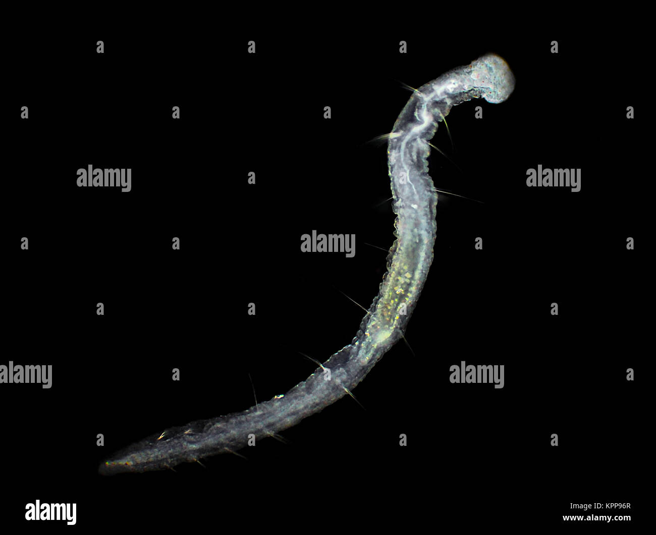 Polychaeta worm image hi-res stock photography and images - Alamy