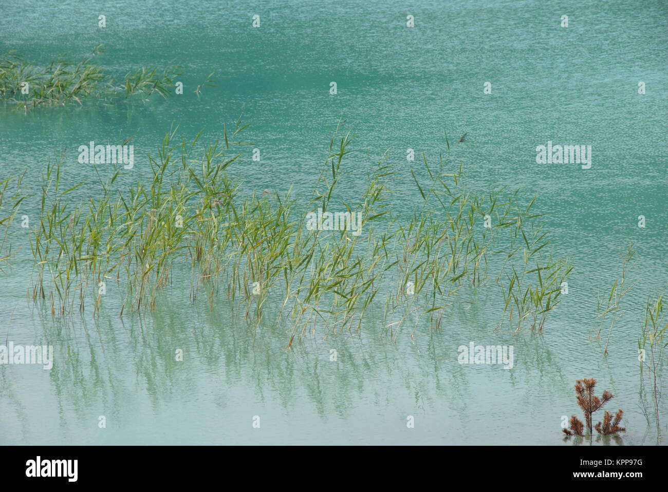 A lot of green grass in water Stock Photo - Alamy
