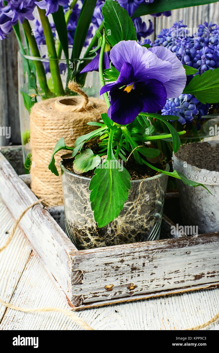 Spring decorative flowers Stock Photo - Alamy