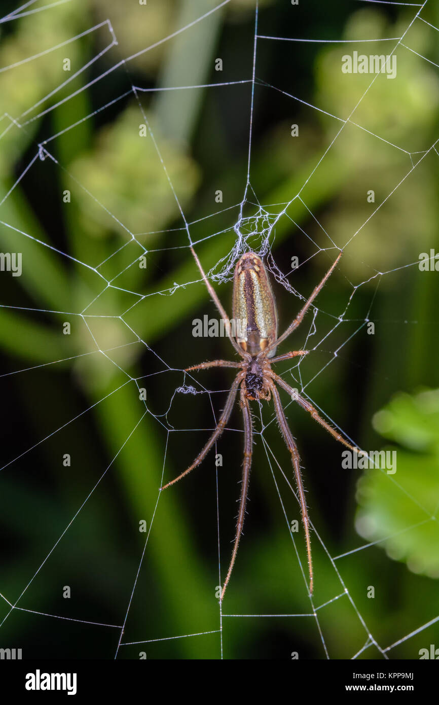 The Spider Moves in her Web Stock Photo - Alamy