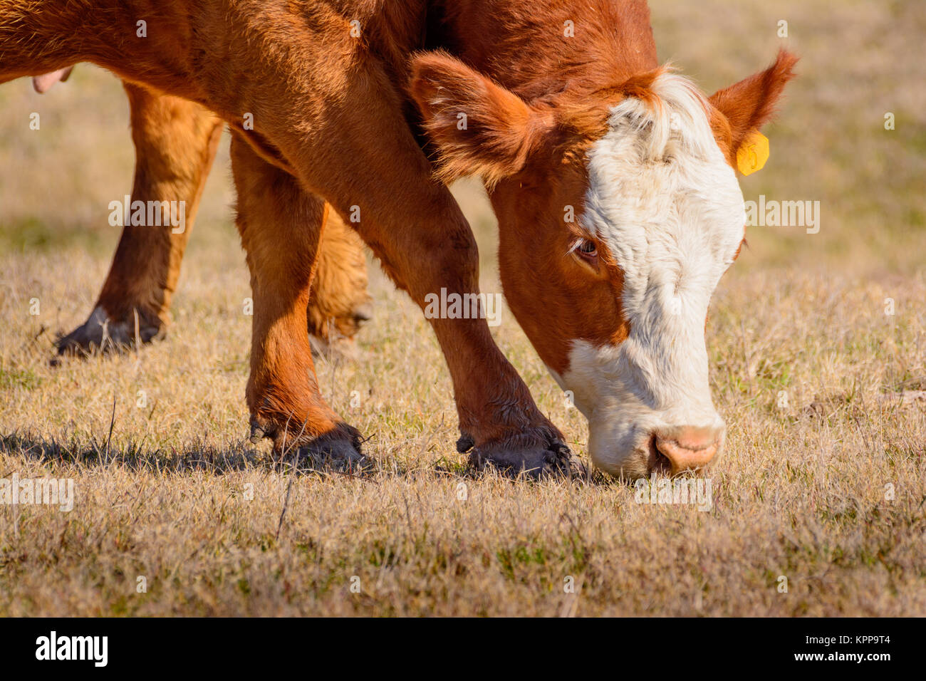 Old breed of cattle hi-res stock photography and images - Alamy