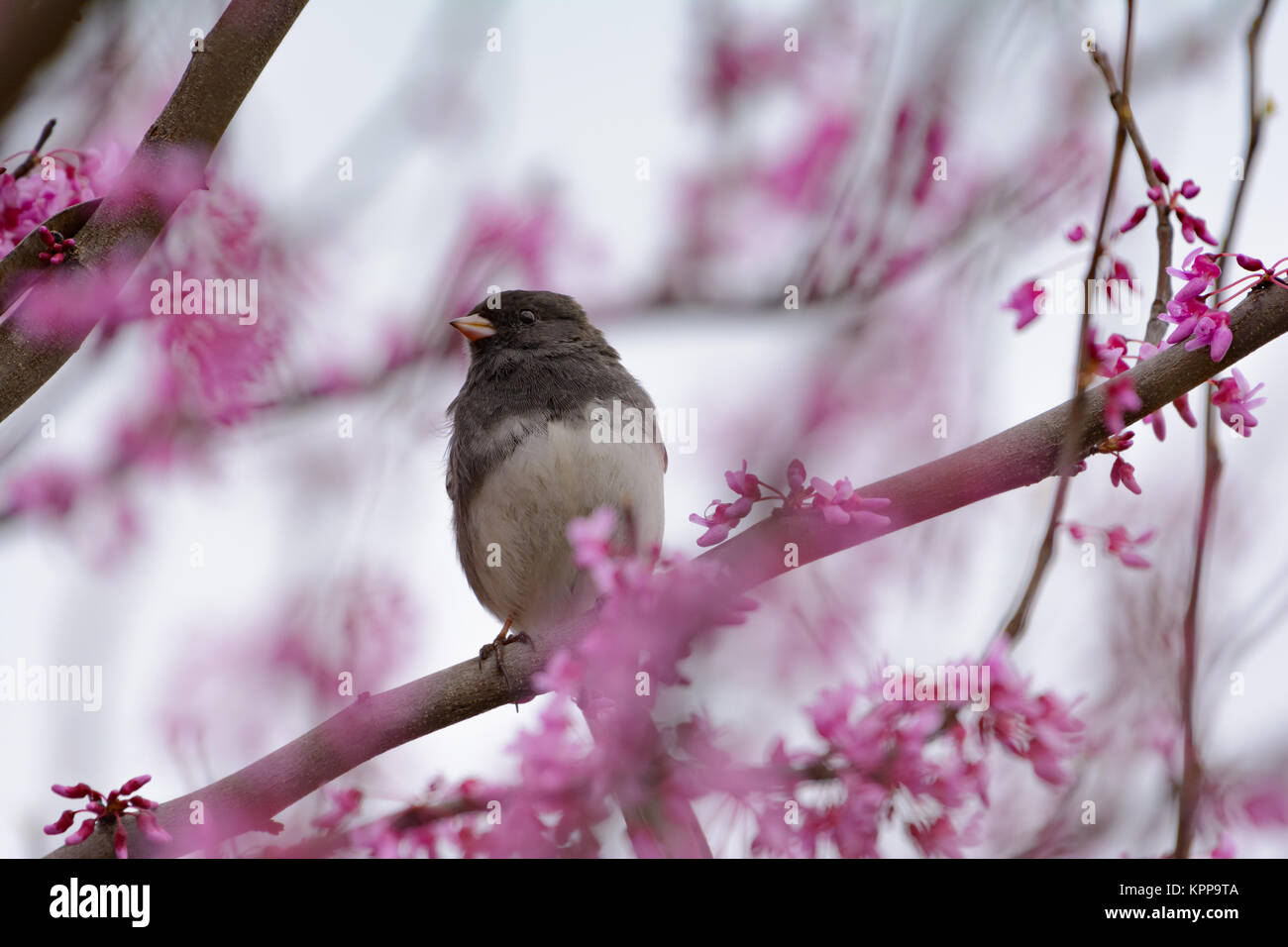 Birds Eye View of Spring Stock Photo - Alamy