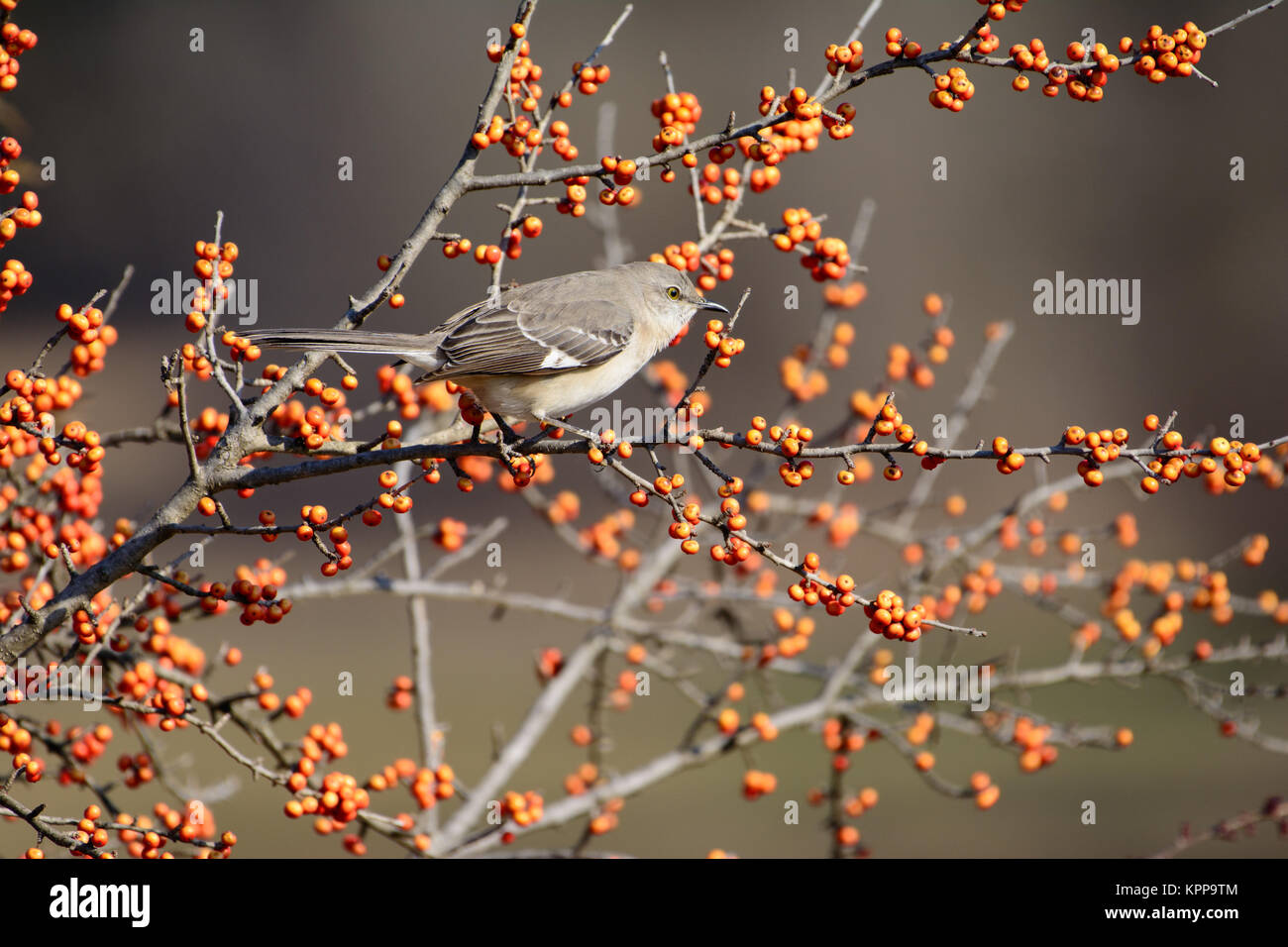 Mockingbird eyes hi-res stock photography and images - Alamy